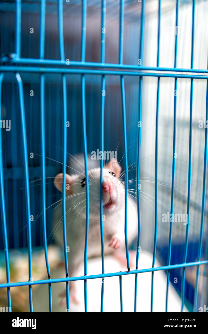 Labor maus käfig -Fotos und -Bildmaterial in hoher Auflösung – Alamy