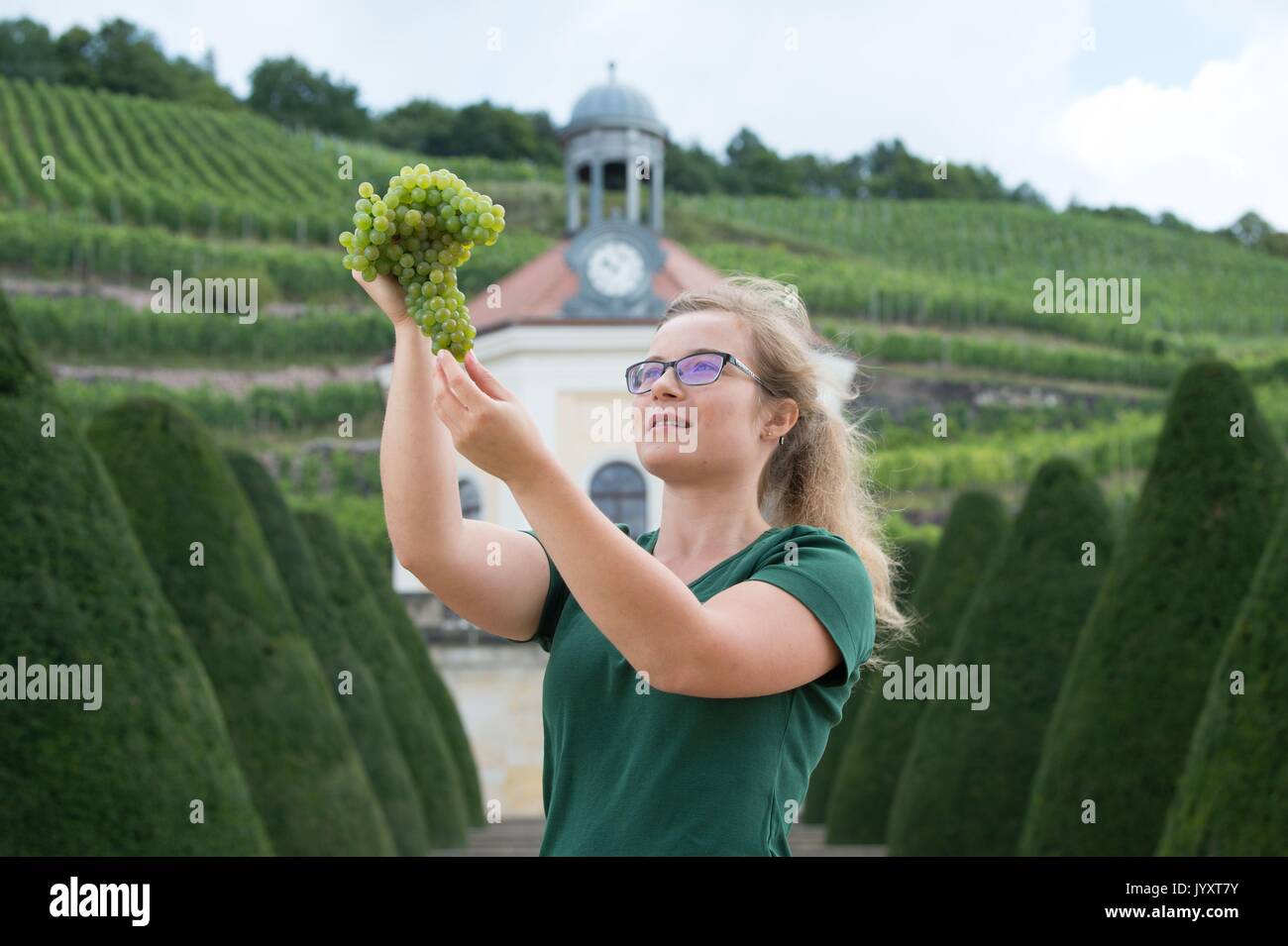 Weinsorte solaris -Fotos und -Bildmaterial in hoher Auflösung – Alamy