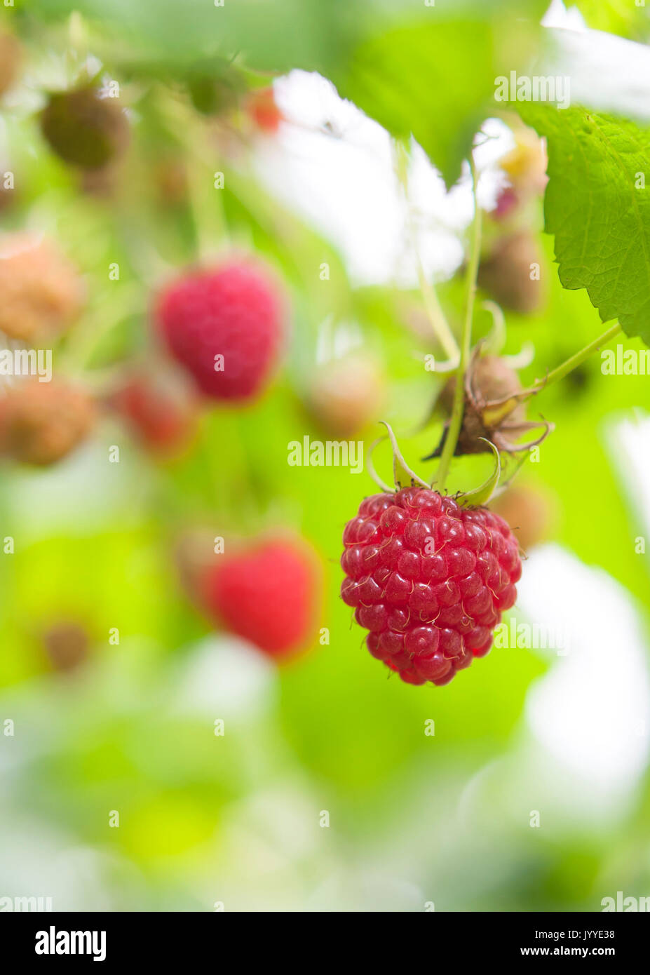 Himbeerbusch reif sommer beere rot -Fotos und -Bildmaterial in hoher ...