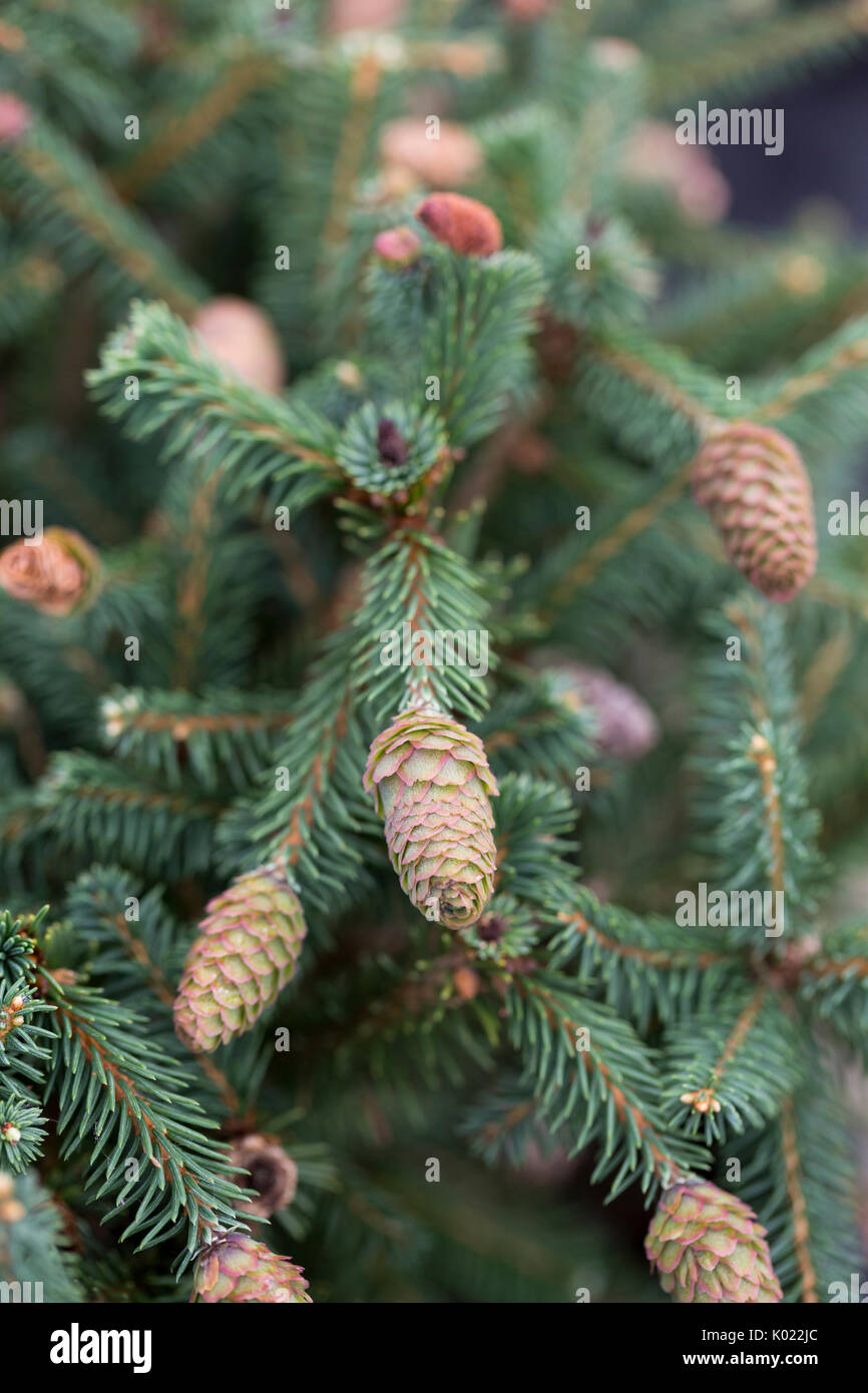 Zwergnorwegen fichte -Fotos und -Bildmaterial in hoher Auflösung – Alamy