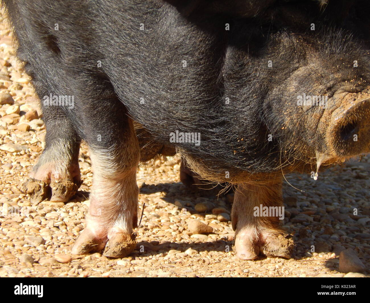 Domesticated pig -Fotos und -Bildmaterial in hoher Auflösung – Alamy
