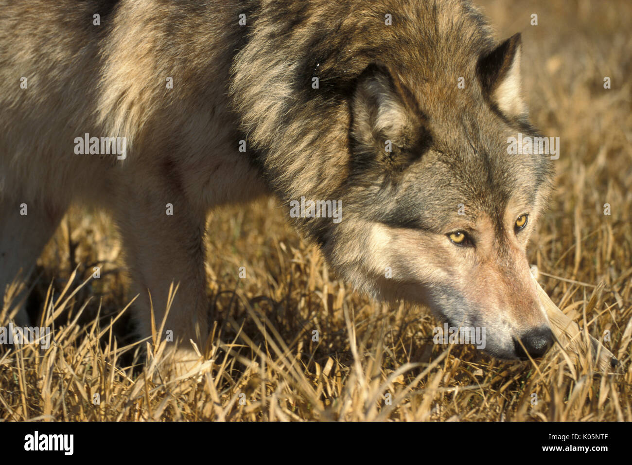 Wolf sniffing -Fotos und -Bildmaterial in hoher Auflösung – Alamy