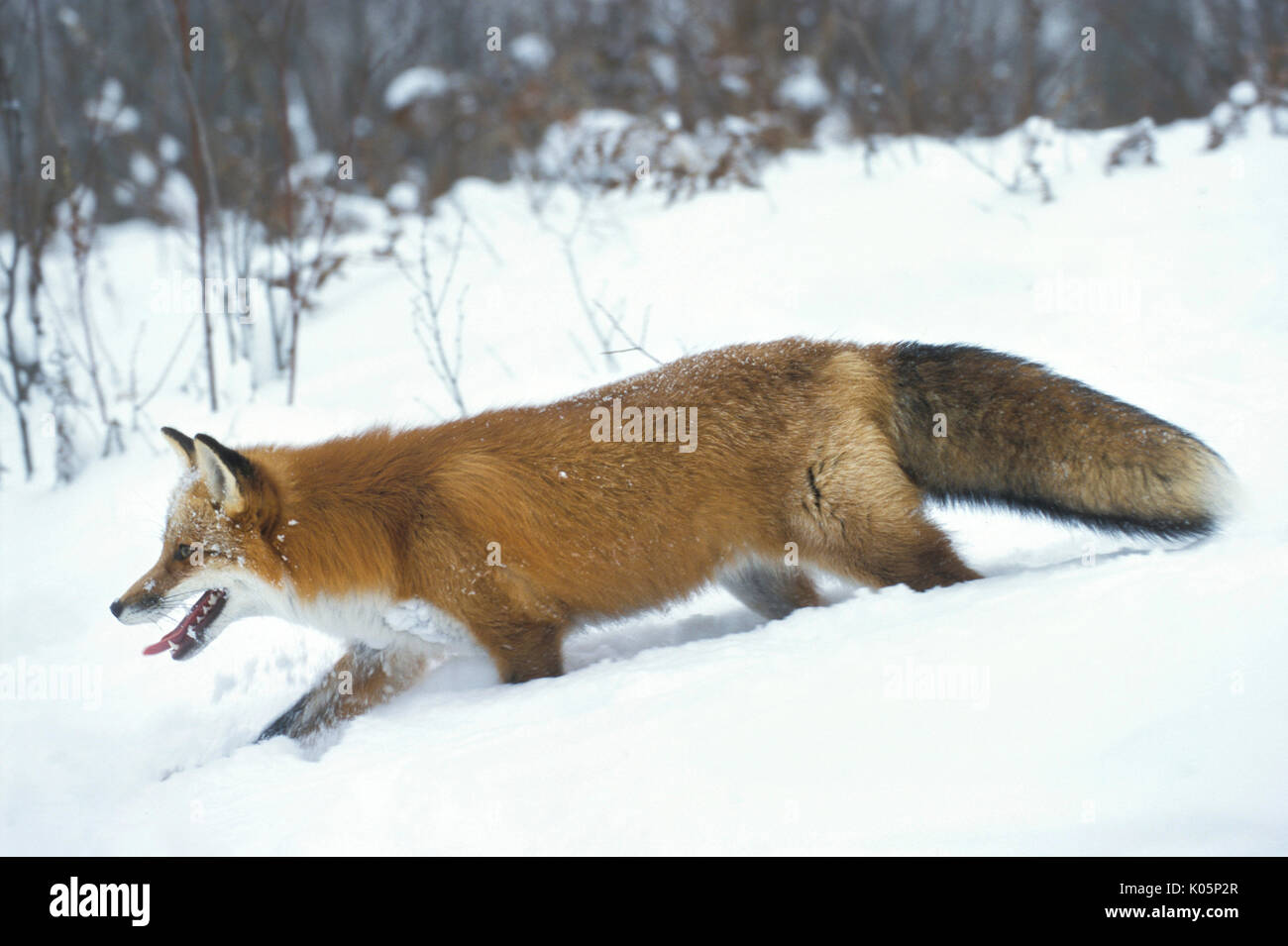 Minnesota fox -Fotos und -Bildmaterial in hoher Auflösung – Alamy