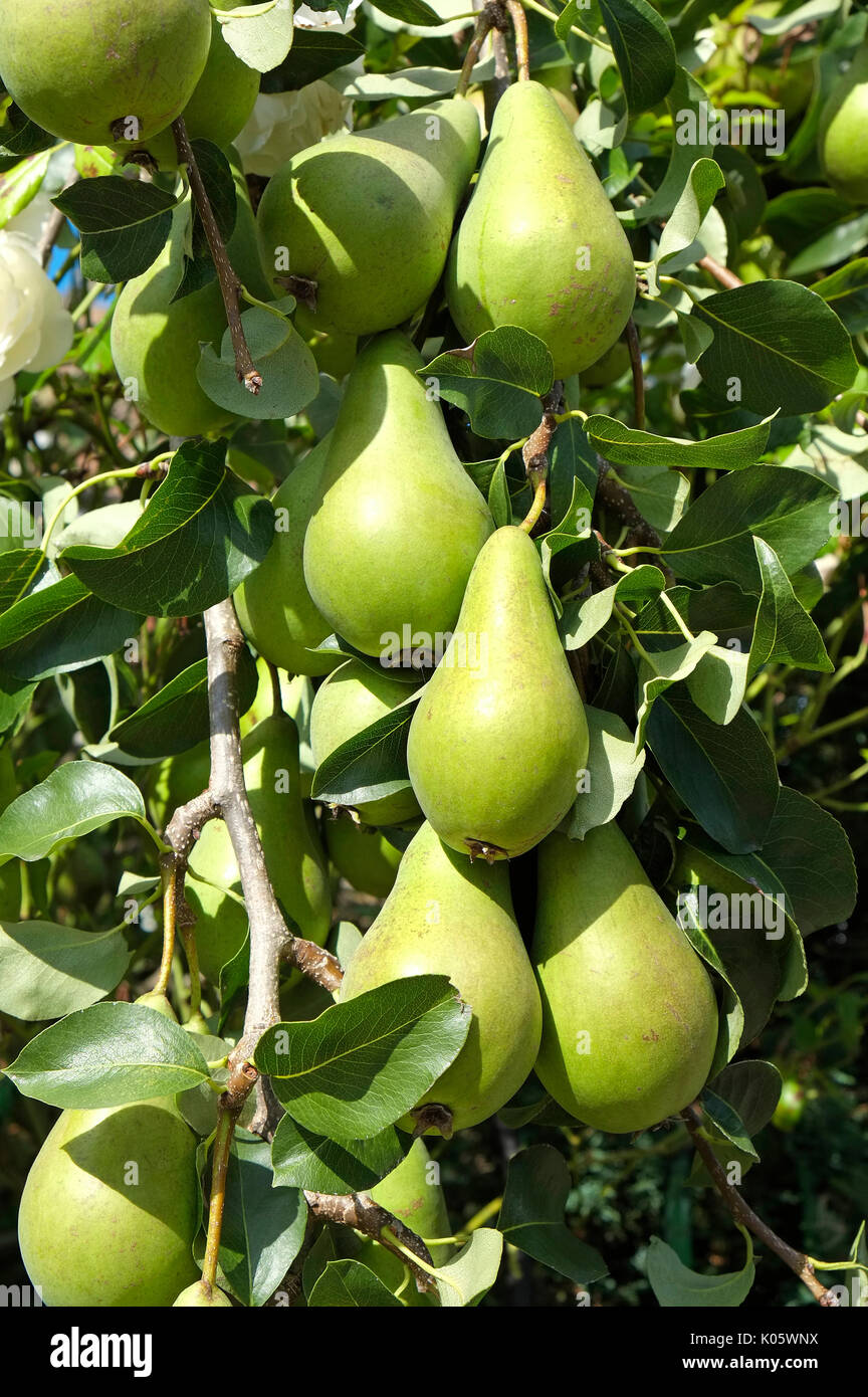 Birnen wachsen -Fotos und -Bildmaterial in hoher Auflösung – Alamy