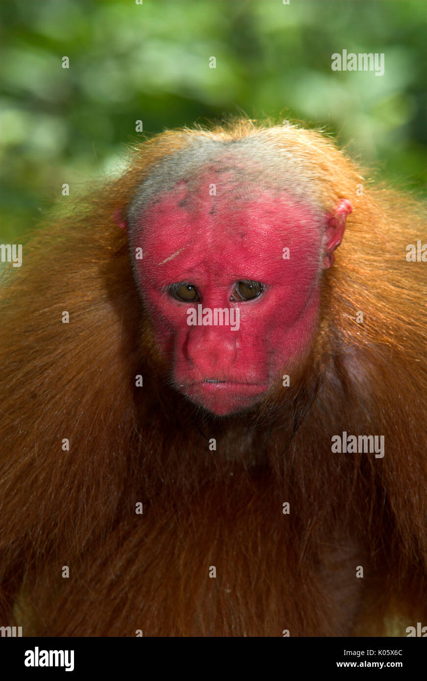 Affe rotes gesicht amazon peru brasilien -Fotos und -Bildmaterial in ...