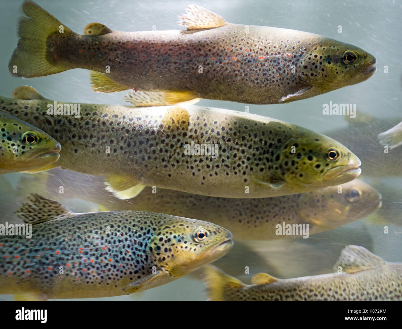 Unterwasser forelle -Fotos und -Bildmaterial in hoher Auflösung – Alamy