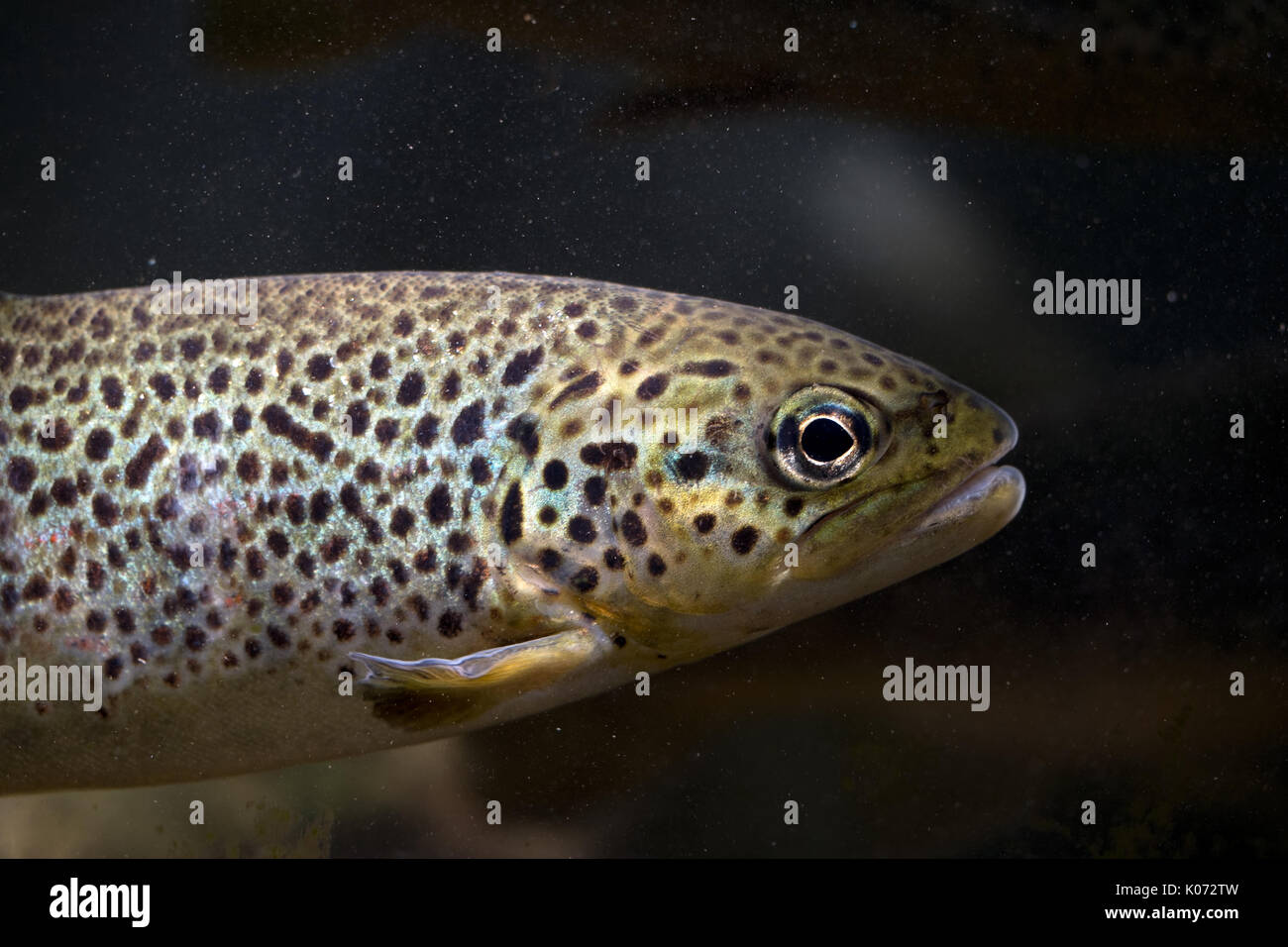 Salmo leben -Fotos und -Bildmaterial in hoher Auflösung – Alamy