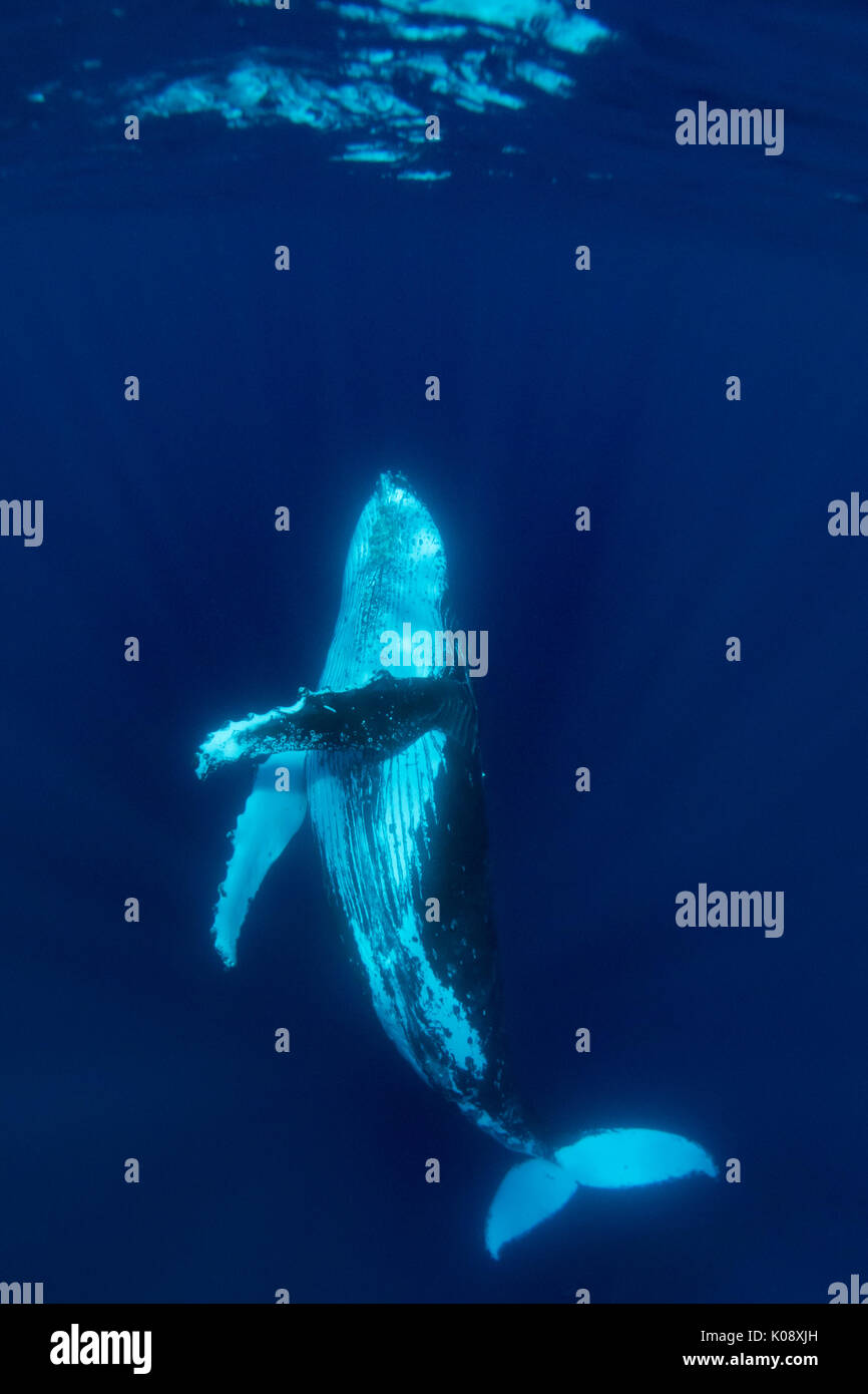 Mit walen schwimmen -Fotos und -Bildmaterial in hoher Auflösung – Alamy