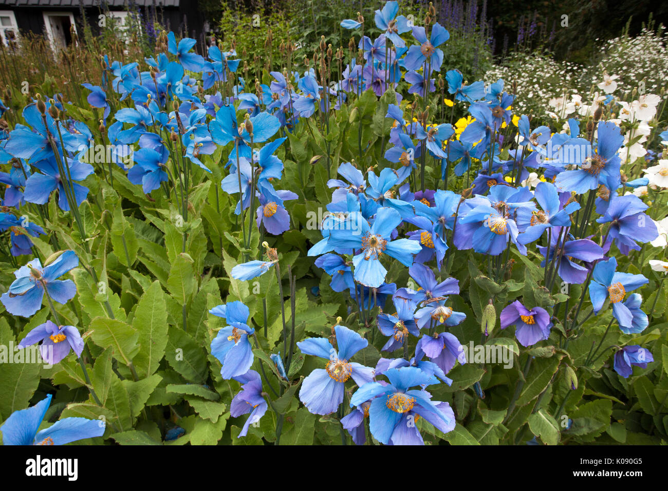 Meconopsis blaue mohnblumen -Fotos und -Bildmaterial in hoher Auflösung ...
