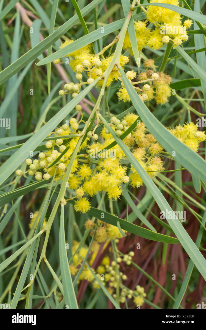 Australische hakea -Fotos und -Bildmaterial in hoher Auflösung – Alamy