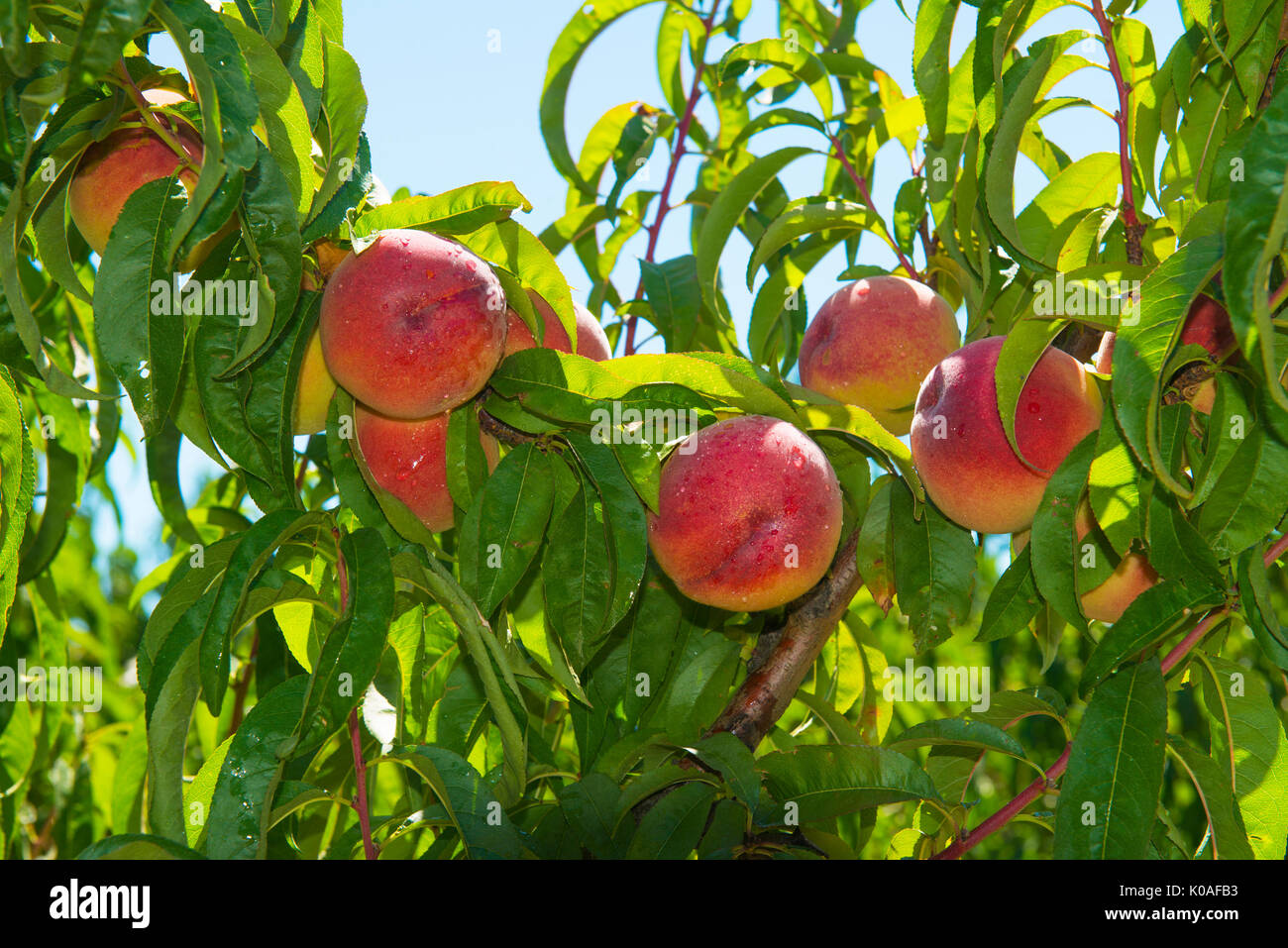 Pfirsiche vor der ernte -Fotos und -Bildmaterial in hoher Auflösung – Alamy