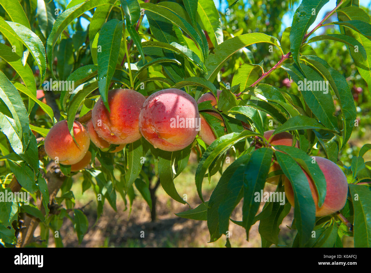 Pfirsiche vor der ernte -Fotos und -Bildmaterial in hoher Auflösung – Alamy