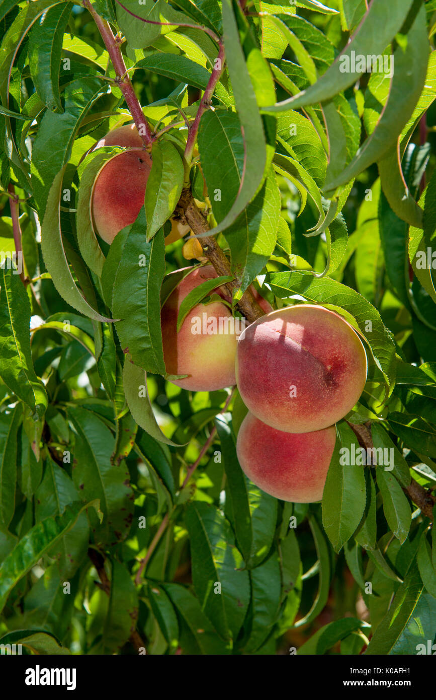 Pfirsiche vor der ernte -Fotos und -Bildmaterial in hoher Auflösung – Alamy