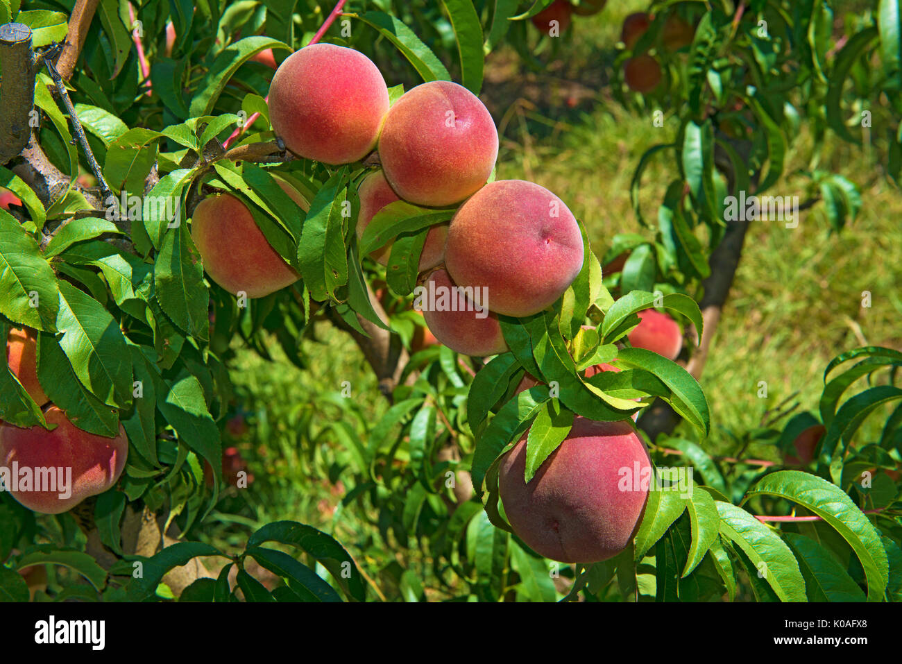Pfirsiche vor der ernte -Fotos und -Bildmaterial in hoher Auflösung – Alamy