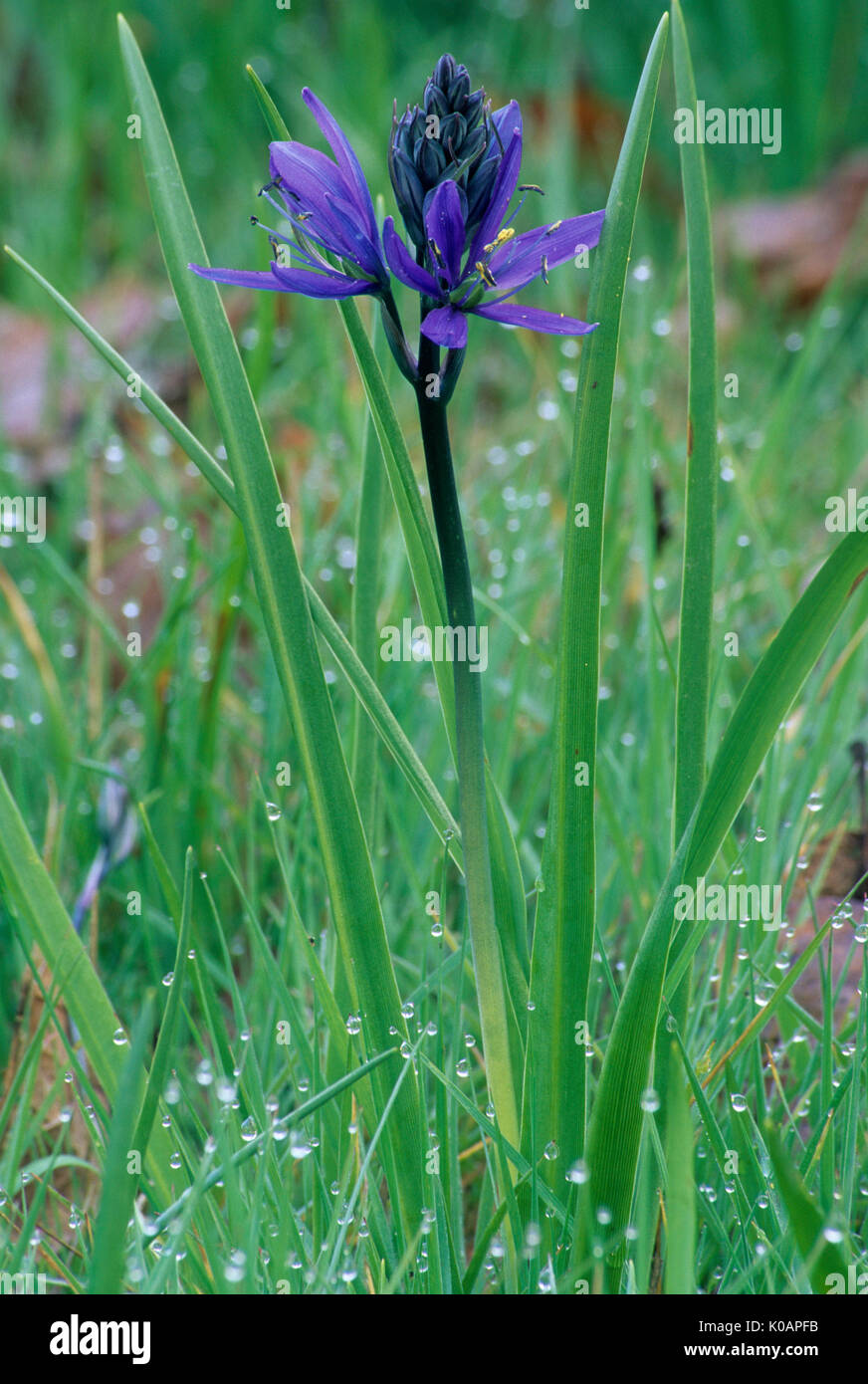 Camas camassia quamash -Fotos und -Bildmaterial in hoher Auflösung – Alamy