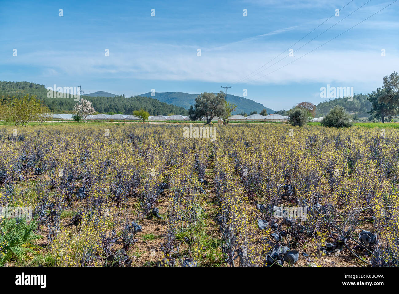 Rosenkohl pflanzen wachsen -Fotos und -Bildmaterial in hoher Auflösung ...