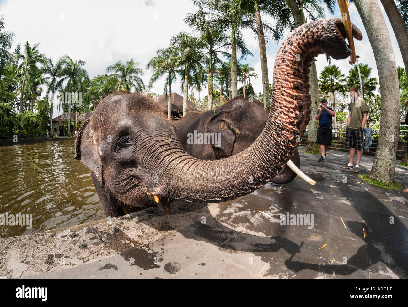 Touristen, die Fütterung gerettet Sumatra-Elefanten im Elephant Safari ...