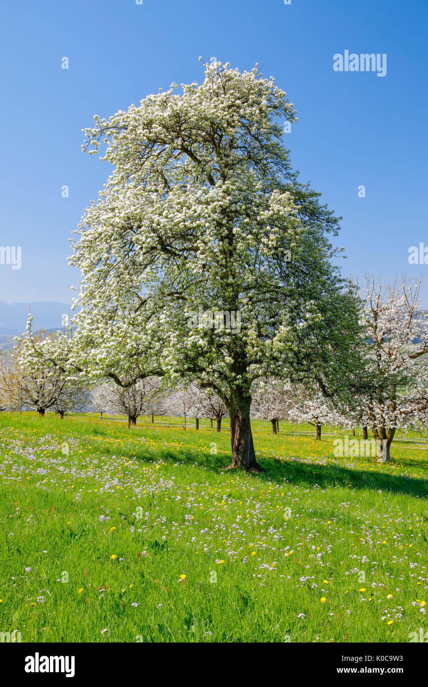 Blühender Birnbaum im Frühling, Schweiz Stockfotografie - Alamy