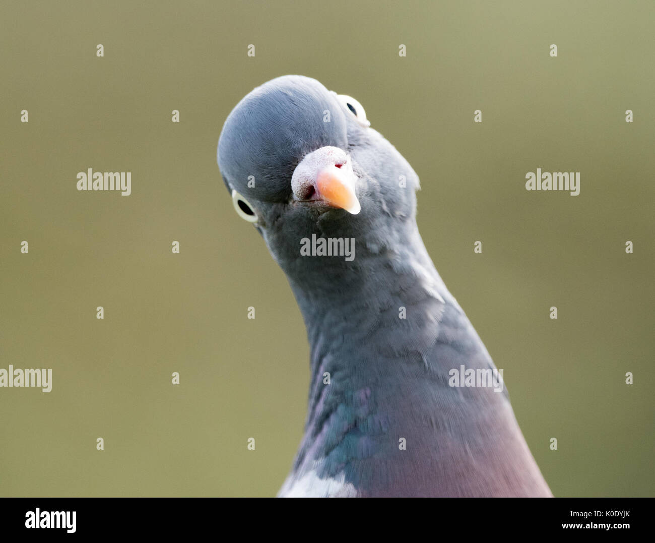 Lustige taube -Fotos und -Bildmaterial in hoher Auflösung – Alamy