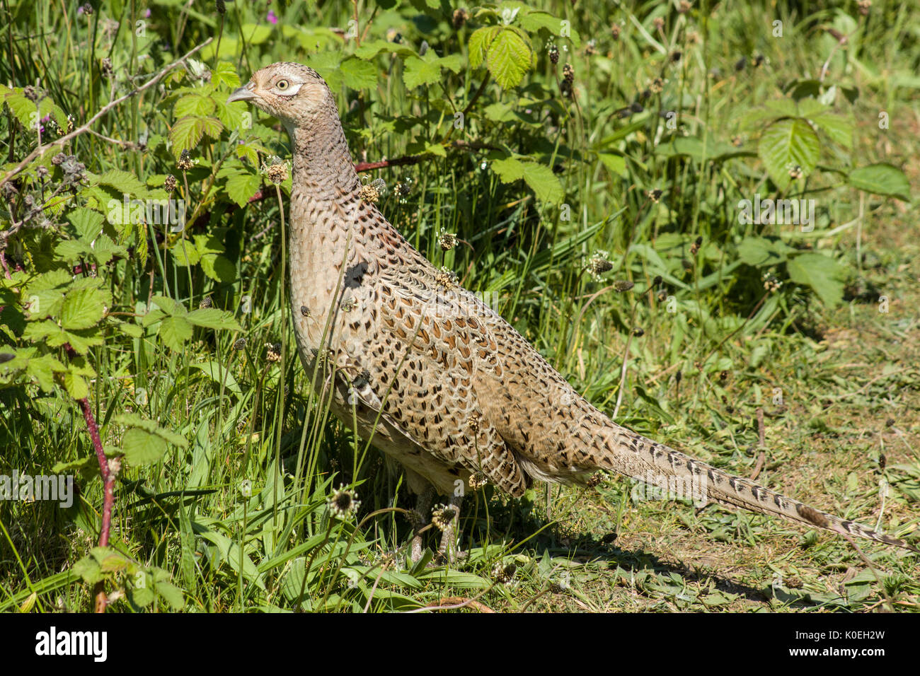 Weiblicher erwachsener fasan -Fotos und -Bildmaterial in hoher ...