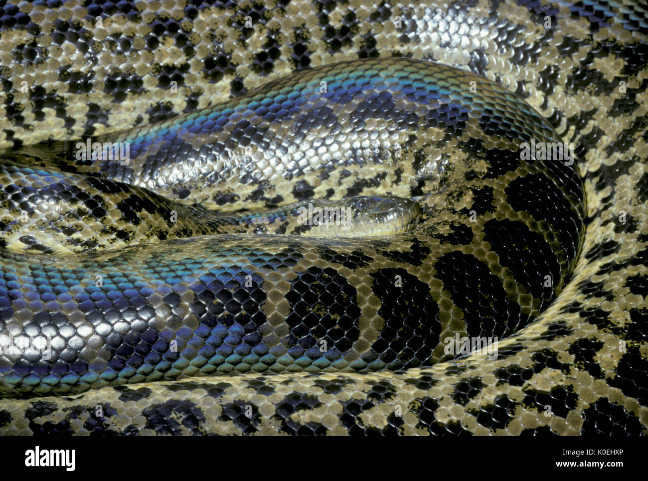 Yellow anaconda -Fotos und -Bildmaterial in hoher Auflösung – Alamy