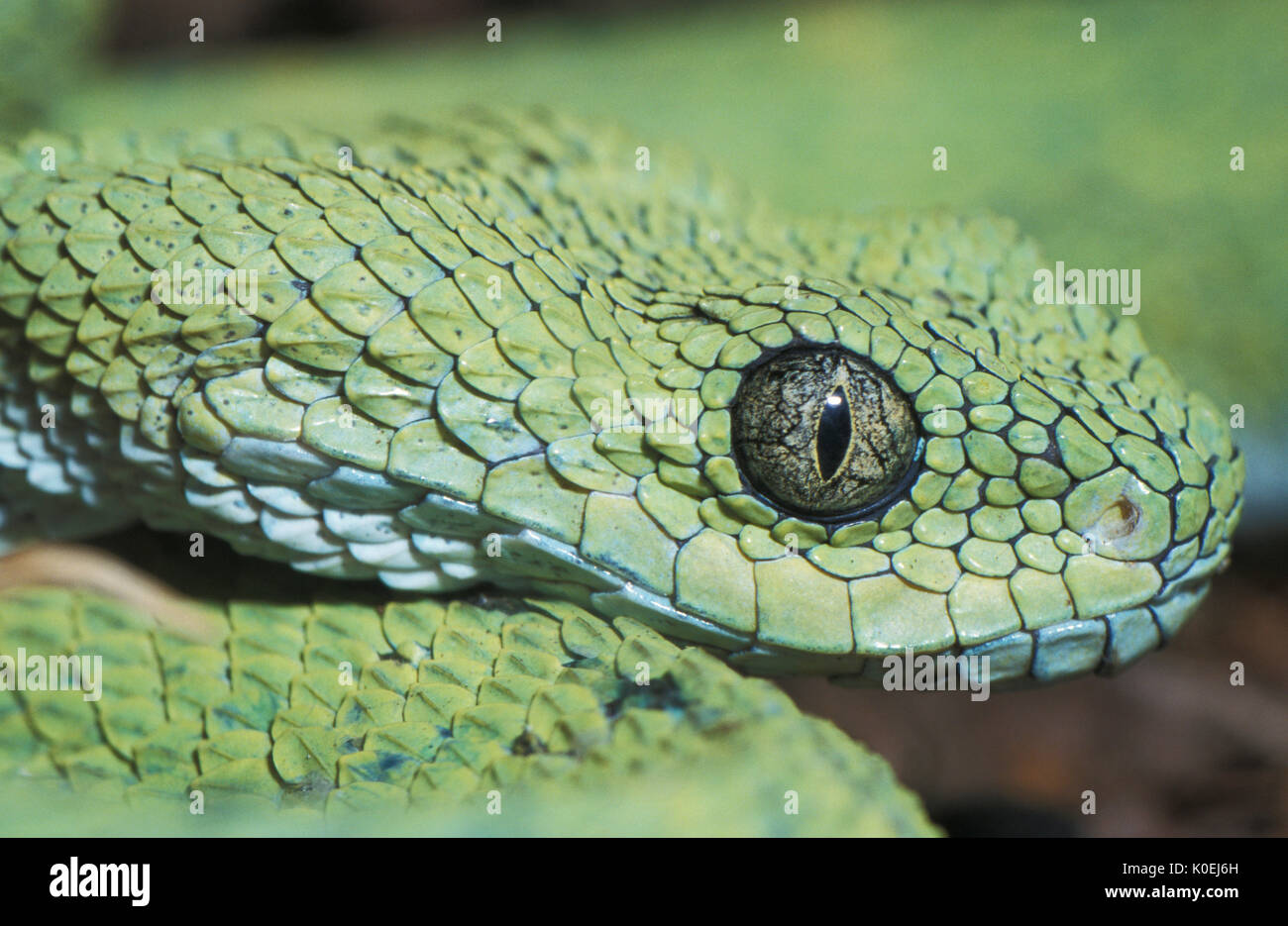 West African Bush Viper Snake, Atheris chlorechis, Afrika, finden sich ...