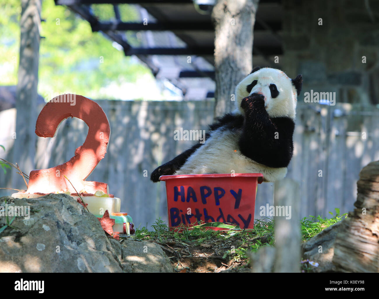 Washington, USA. 22 Aug, 2017. Panda Beibei ist neben seinen Geburtstag ...