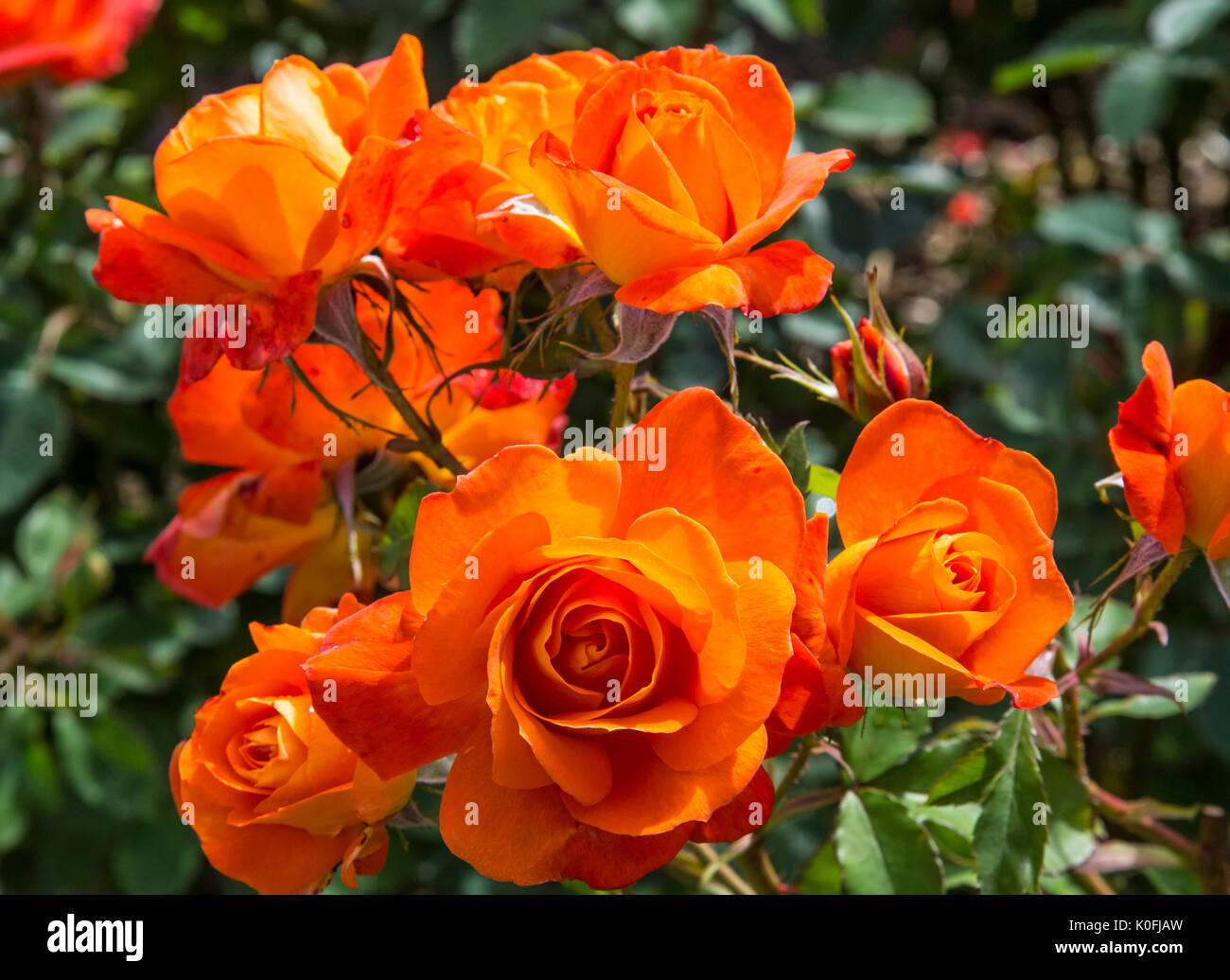 Rose bush -Fotos und -Bildmaterial in hoher Auflösung – Alamy