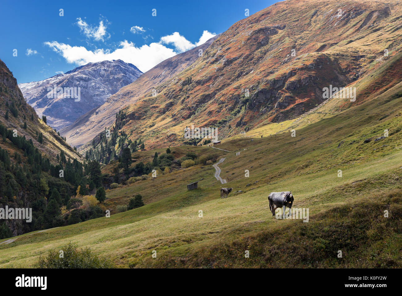 Tirol grau oder Tiroler grau alpine Rinder, Kühe auf der Weide. farbige ...