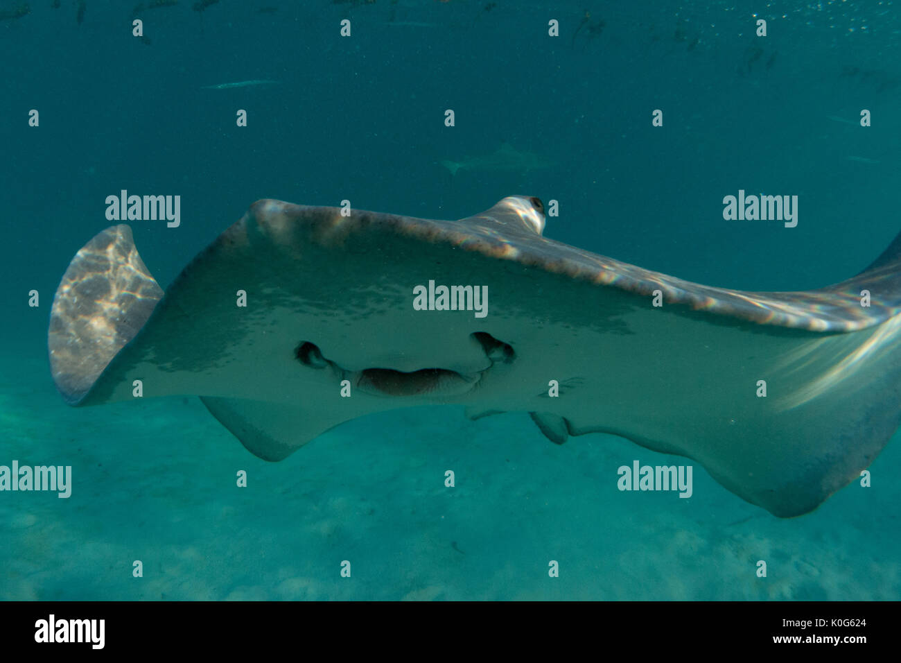 Stachelrochen im ozean -Fotos und -Bildmaterial in hoher Auflösung – Alamy