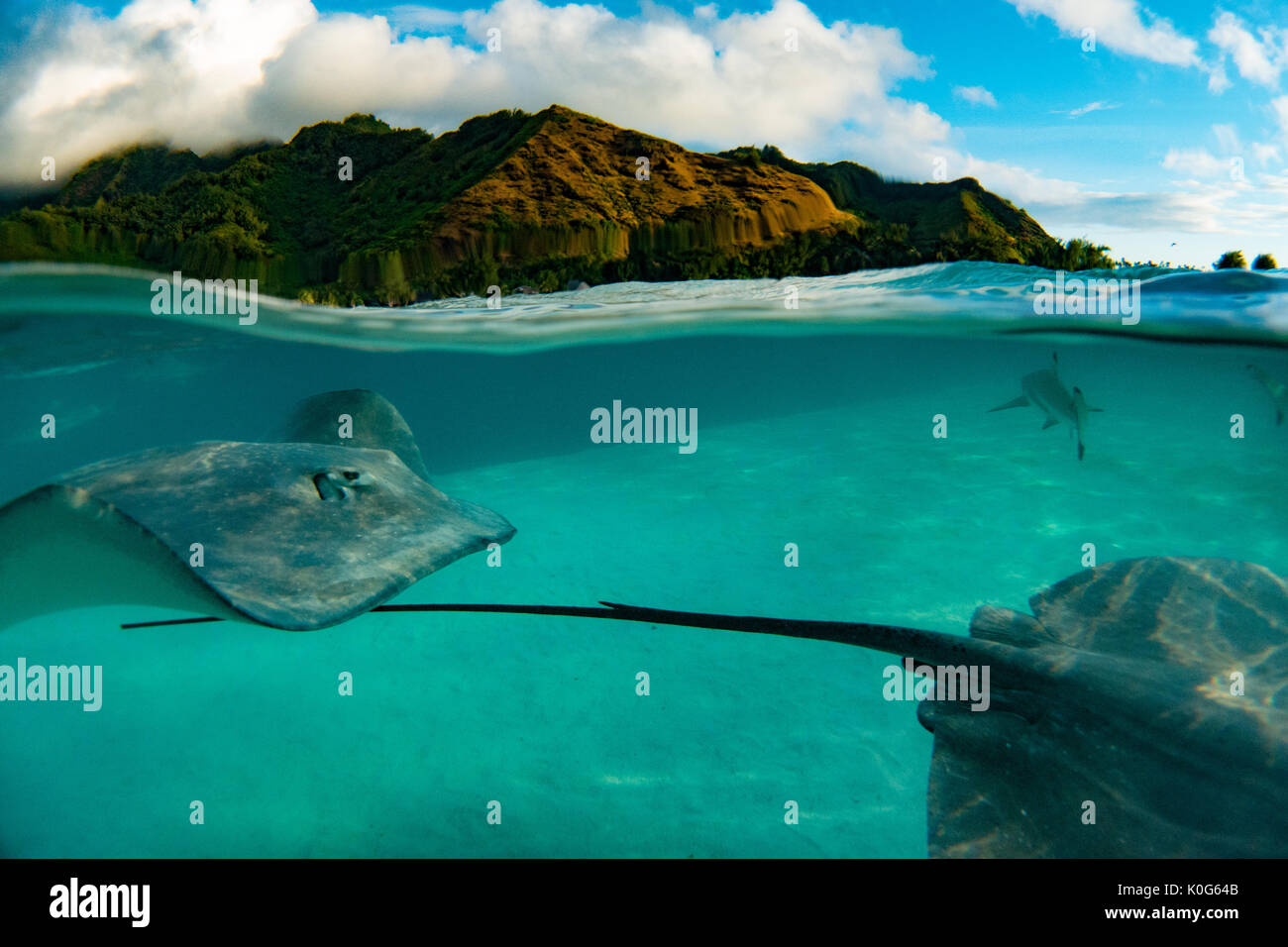Stachelrochen im ozean -Fotos und -Bildmaterial in hoher Auflösung – Alamy