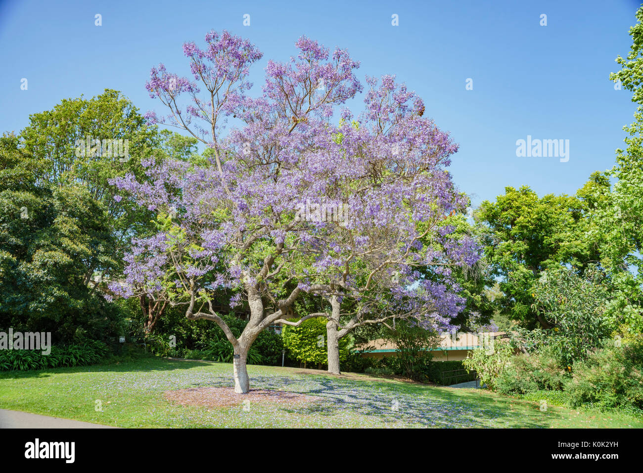 Schöne Jacaranda Bäume blühen in Los Angeles County Arboretum ...