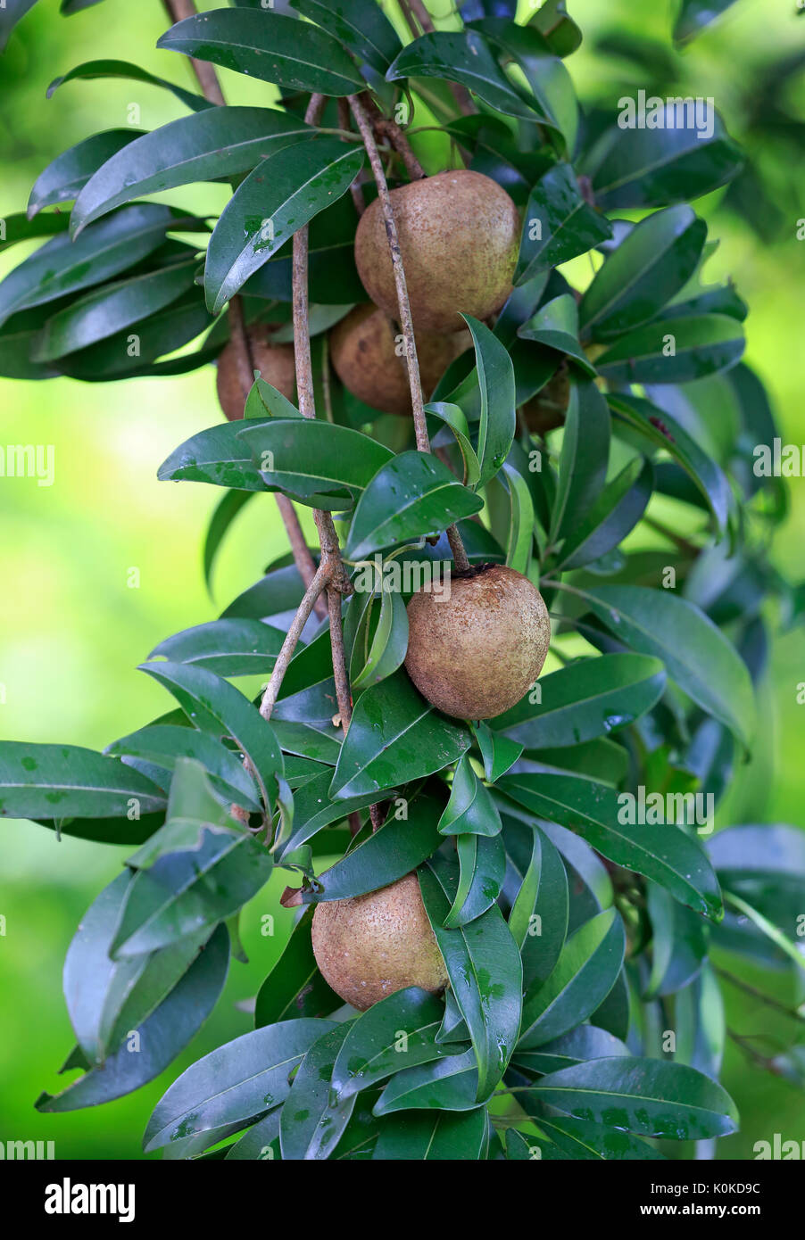 Sapote Tree Stockfotos & Sapote Tree Bilder - Alamy