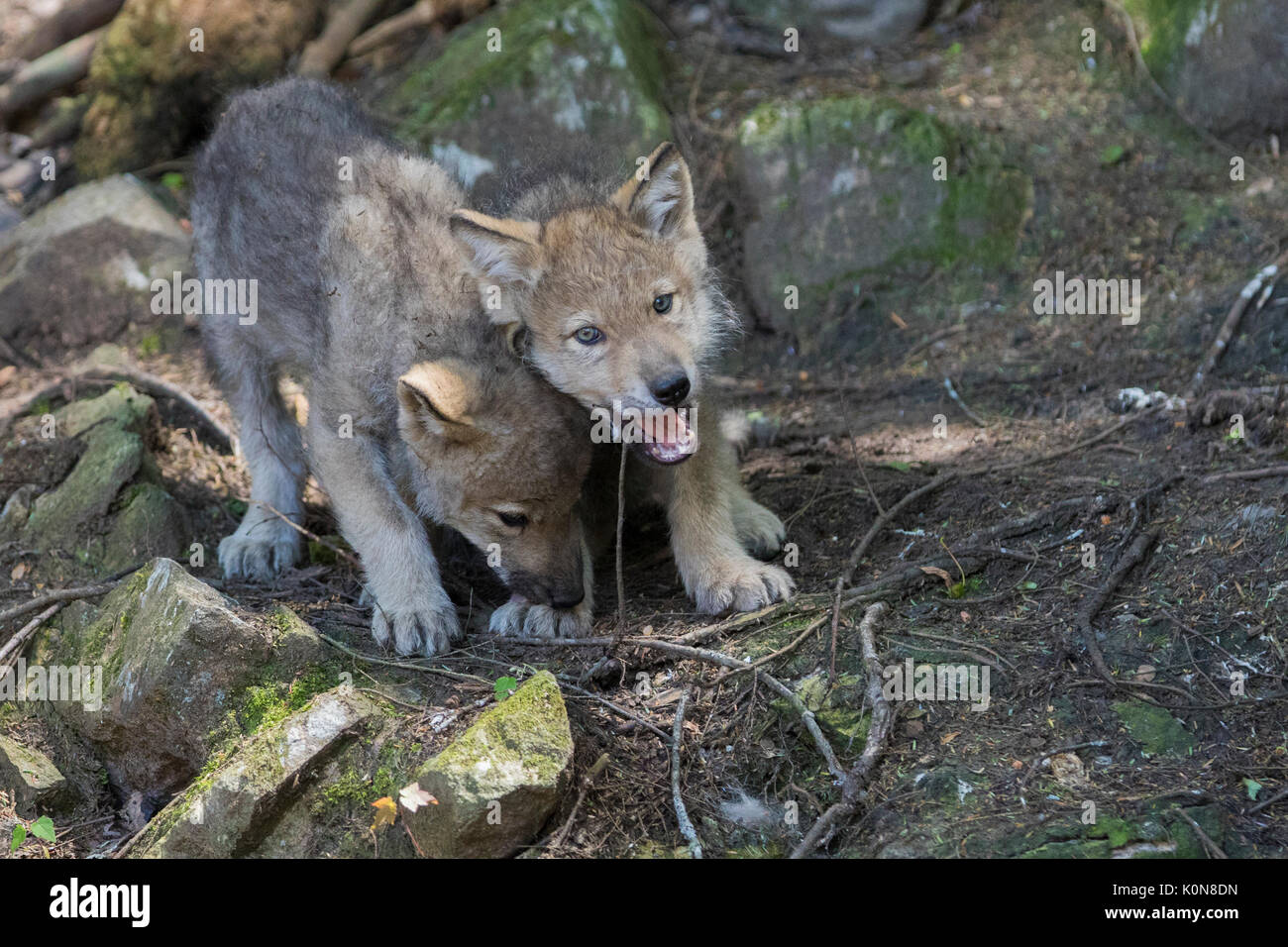 Baby wolf playing -Fotos und -Bildmaterial in hoher Auflösung – Alamy