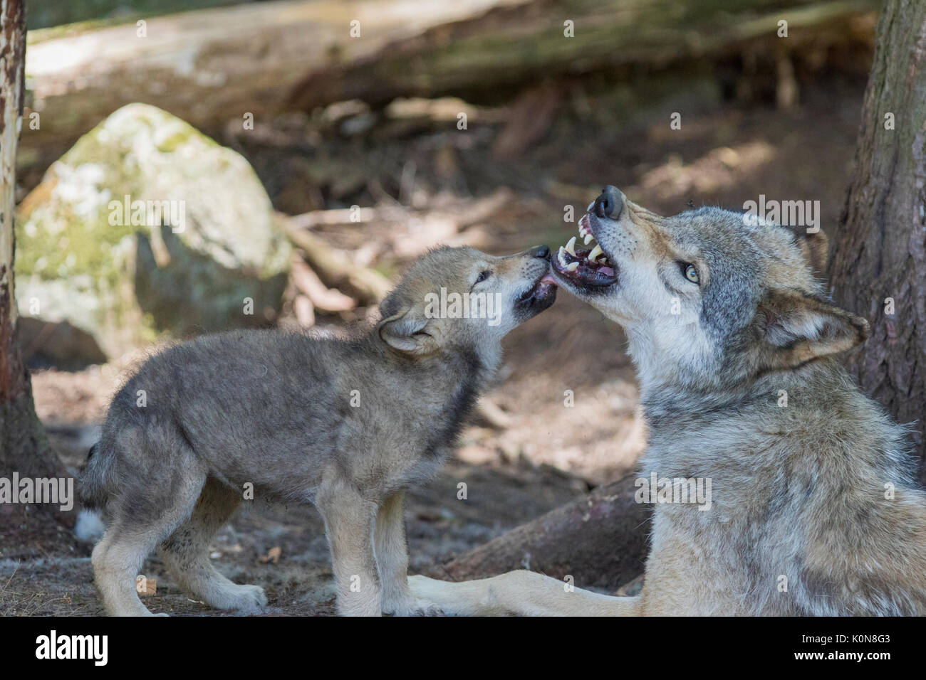 Baby wölfe -Fotos und -Bildmaterial in hoher Auflösung – Alamy