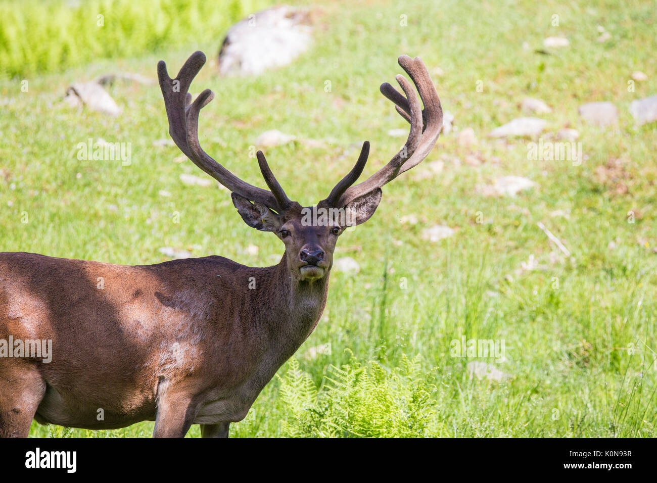 Rotwild im sommer -Fotos und -Bildmaterial in hoher Auflösung – Alamy