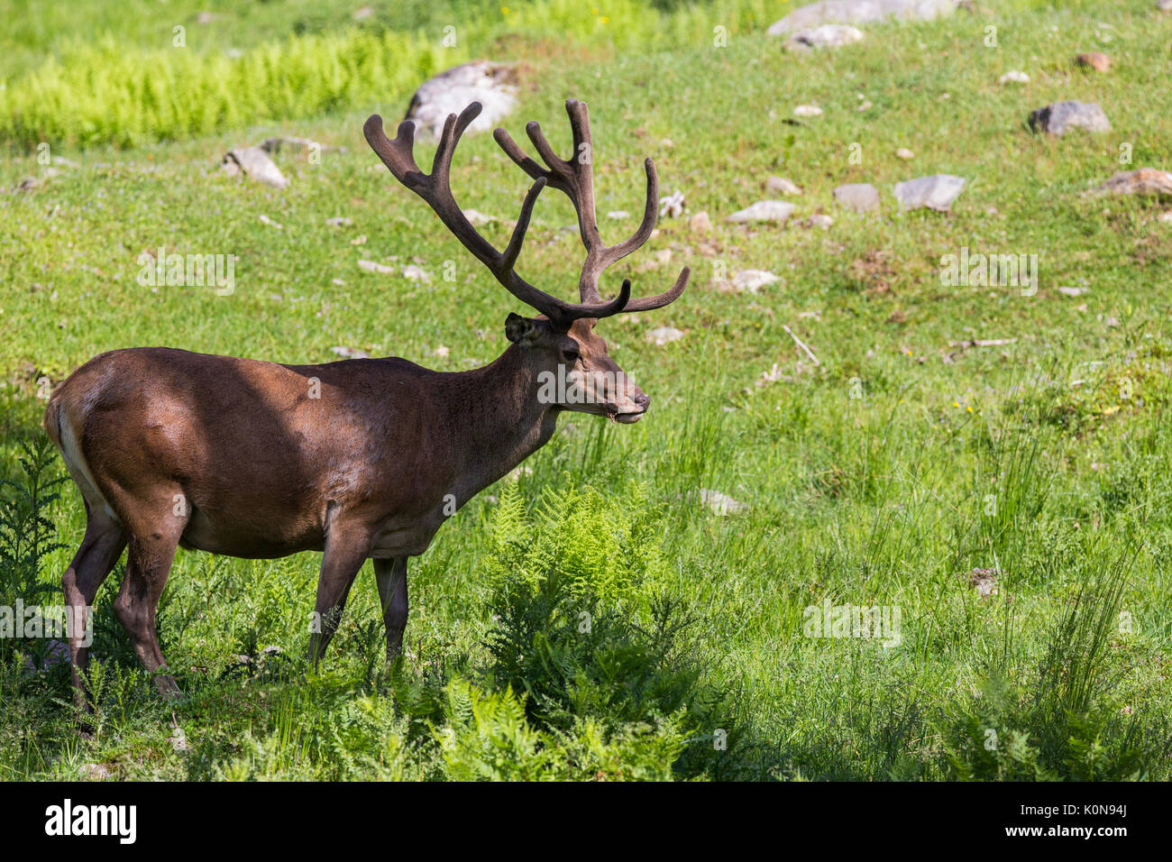 Rotwild im sommer -Fotos und -Bildmaterial in hoher Auflösung – Alamy