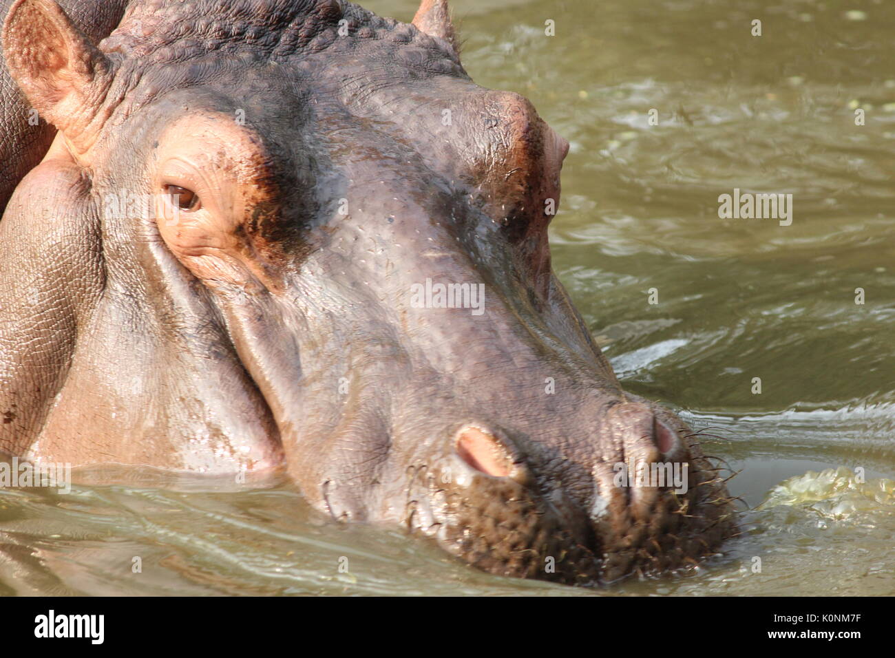 Menschenfresser krokodil -Fotos und -Bildmaterial in hoher Auflösung ...