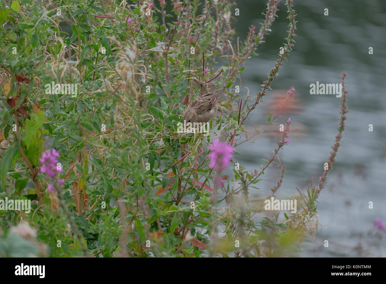 Spatzen essen Brombeeren und andere Pflanzen Stockfotografie - Alamy