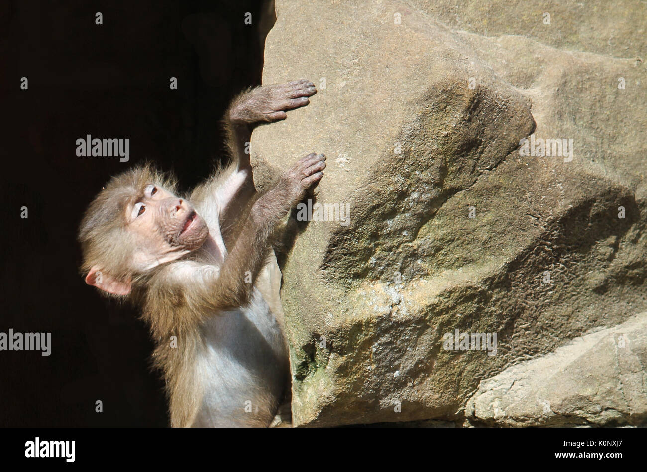 Baby Pavian Affe (Pavian, der Gattung Papio) versuchen, einen Felsen zu ...