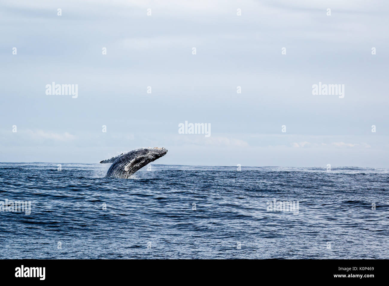 Buckelwal nah -Fotos und -Bildmaterial in hoher Auflösung – Alamy