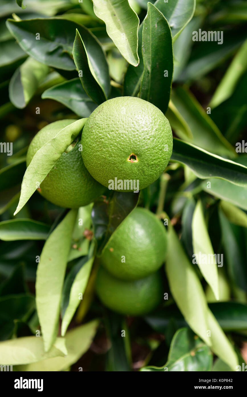 Limetten am baum -Fotos und -Bildmaterial in hoher Auflösung – Alamy
