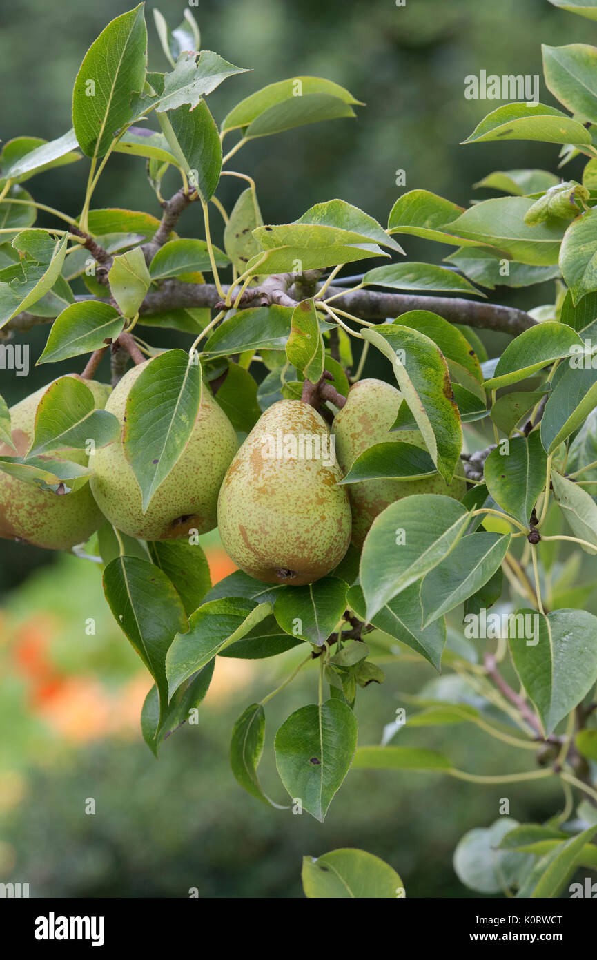 Birne baum birne pyrus communis Stockfotos und -bilder Kaufen - Alamy