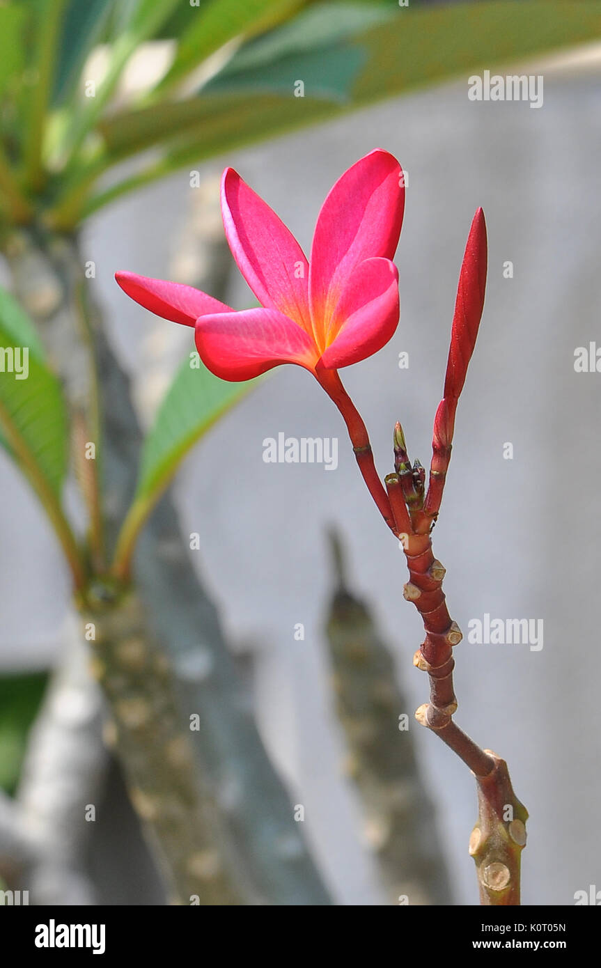 Frangipani rote farbe tropische blumen -Fotos und -Bildmaterial in ...