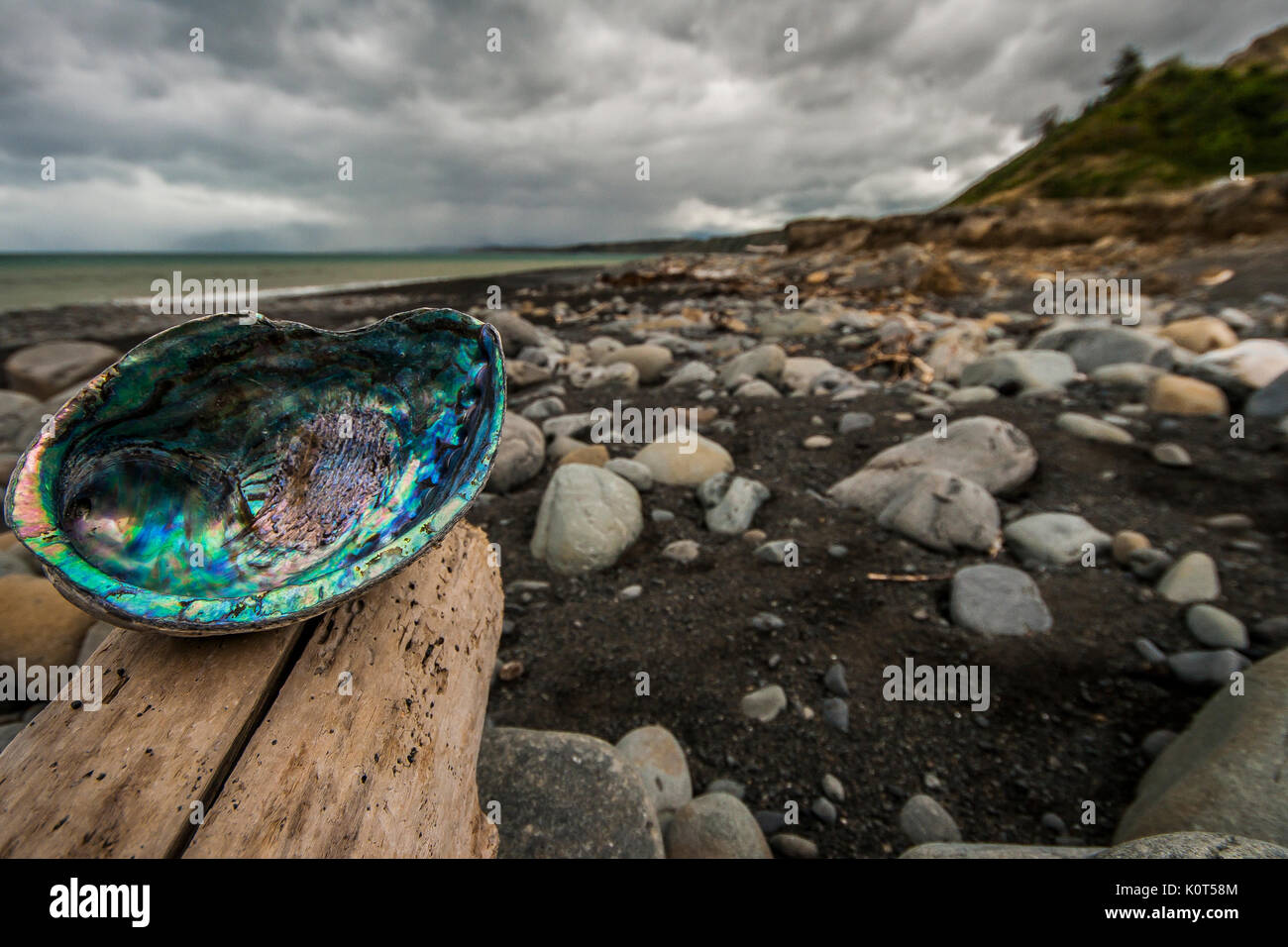Neuseeland paua -Fotos und -Bildmaterial in hoher Auflösung – Alamy