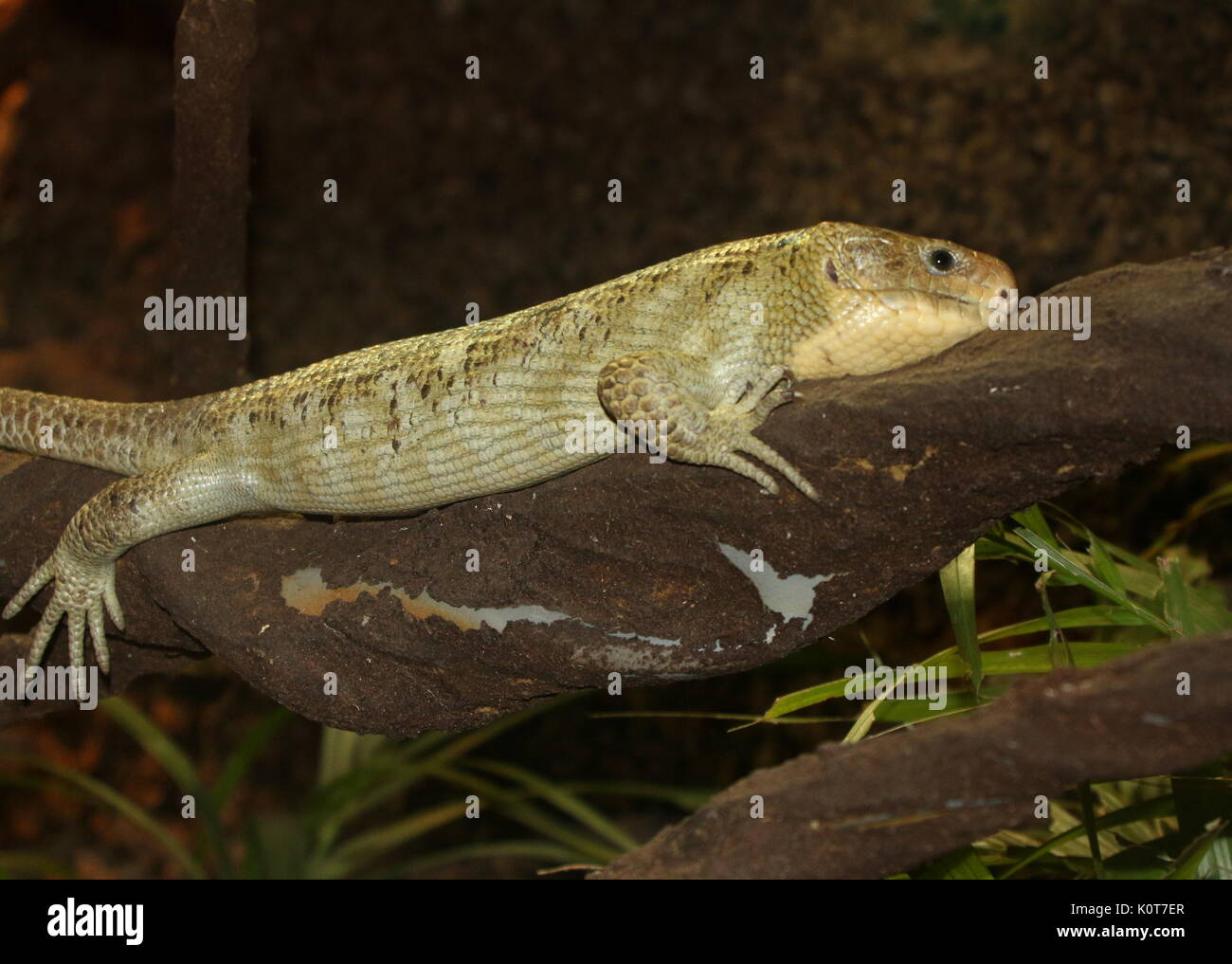 Salomonen skink (Corucia zebrata), alias Spezial-zwischensohle-tailed ...
