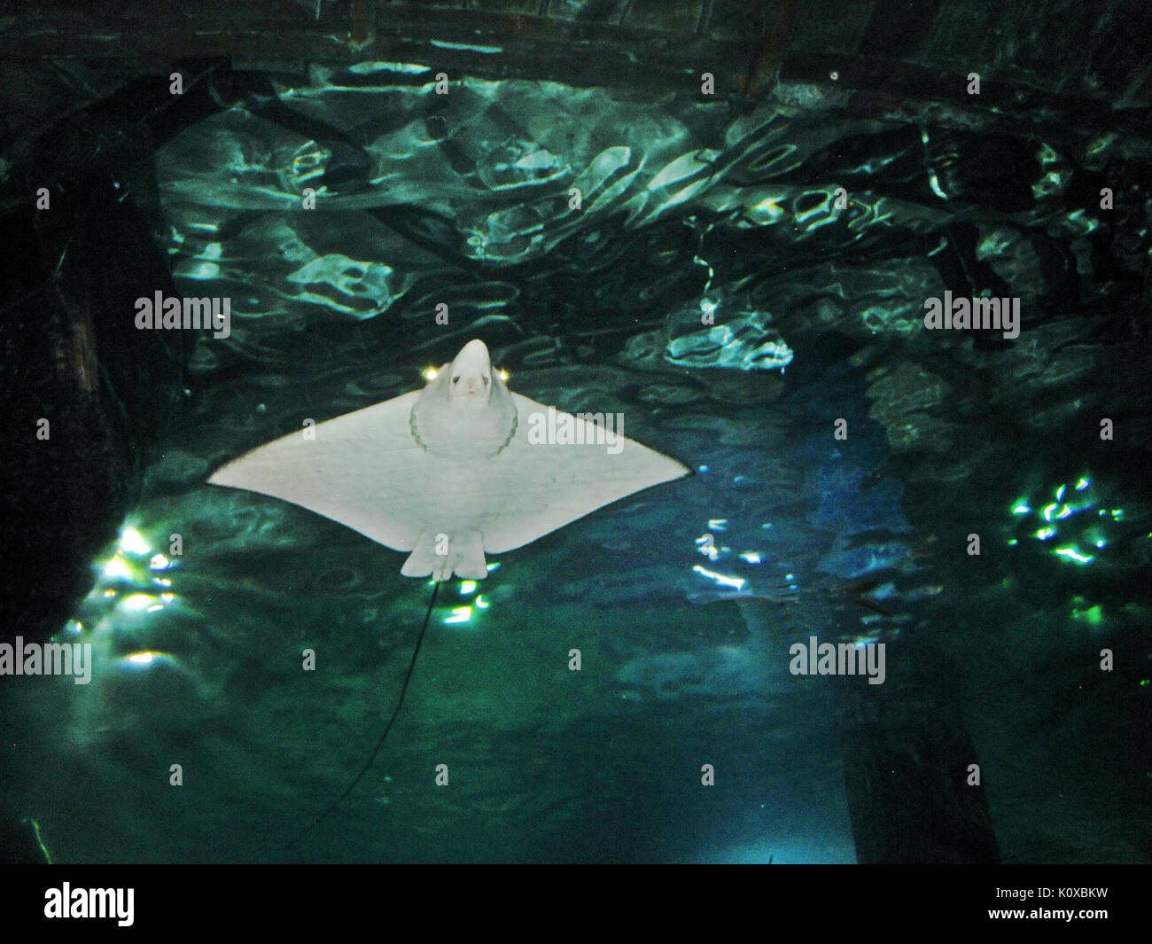 Burgers zoo -Fotos und -Bildmaterial in hoher Auflösung – Alamy