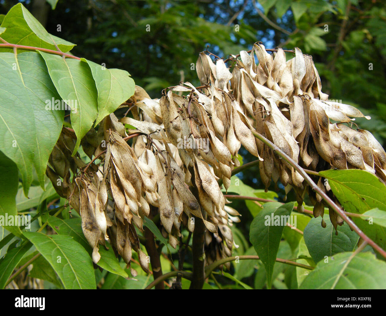 Fruit samara -Fotos und -Bildmaterial in hoher Auflösung – Alamy