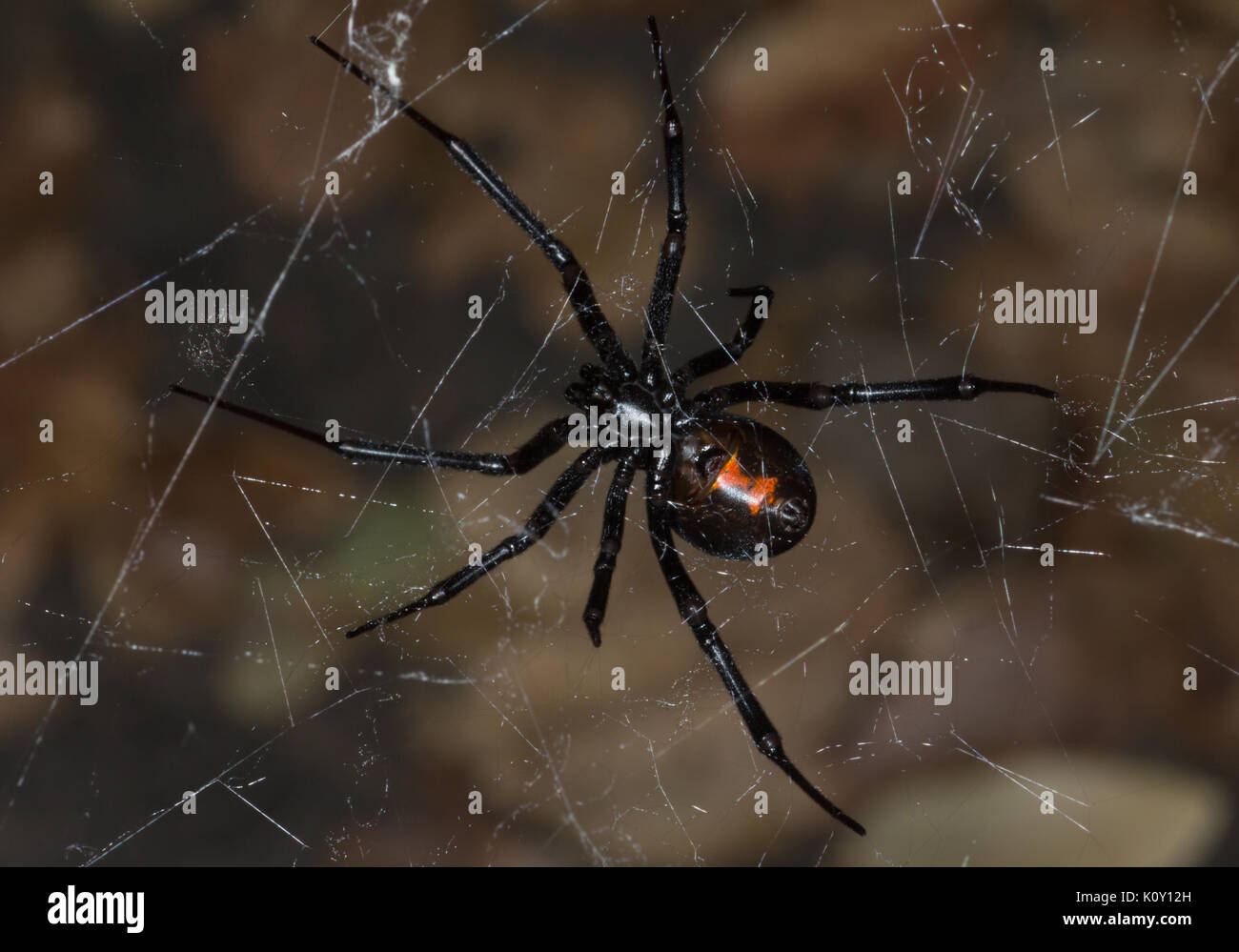 Latrodectus mactans black widow spider -Fotos und -Bildmaterial in ...