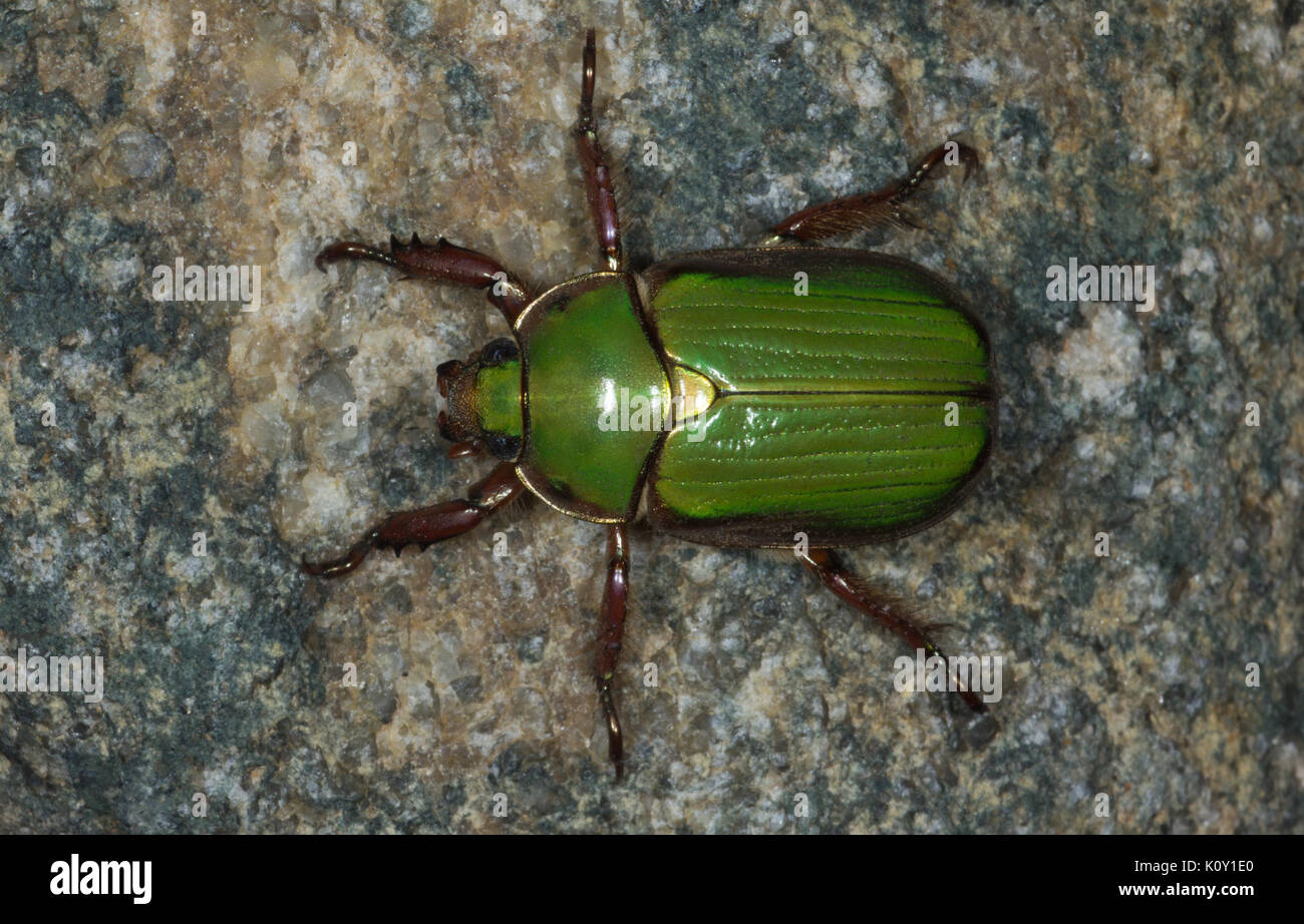 Nord arizona insekten -Fotos und -Bildmaterial in hoher Auflösung – Alamy